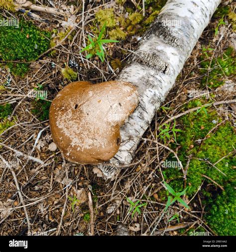 Birch Polypore Piptoporus Betulinus Directly On The Tree Trunk Upper Side Slightly Curved