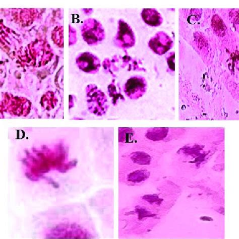 Intact Metaphase And Anaphase Was Observed In Negative Control A Download Scientific
