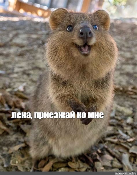 Meme лена приезжай ко мне All Templates Meme