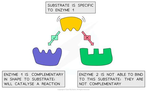 Enzyme Controlled Reactions Wjec Gcse Biology Revision