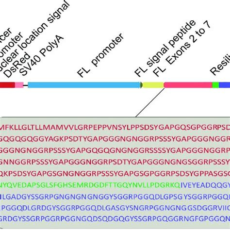 Schematic Representation Of Resilin Transgenic Vector 5itr And 3itr