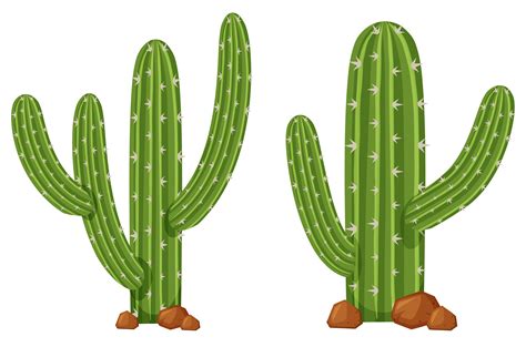 Cactus Vector