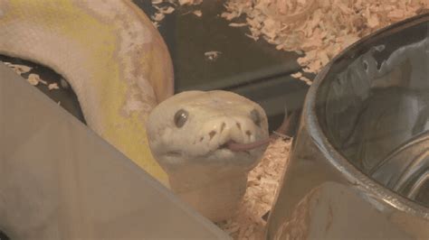 No One Has Claimed Illegal Python Found In Grass