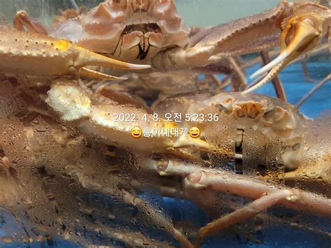 홍이네대게 붉은대게ㆍ박달대게 수입대게 Band