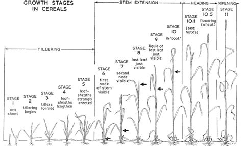 Planting Winter Wheat Guide What You Need To Know
