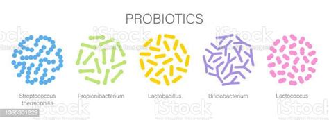원에 설정 된 Probiotic 박테리아 건강한 프리바이오틱 바실러스를 곁들인 장내 미생물 젖산균에 대한 스톡 벡터 아트 및 기타 이미지 Istock