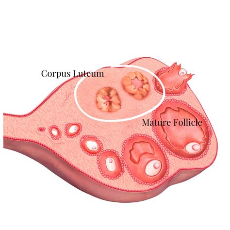 Menstrual Cycle Phases