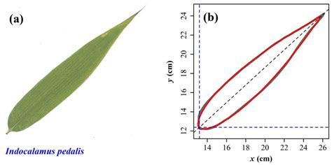 Graph Paper To Calculate Area Of Leaf At Maryann Diggs Blog