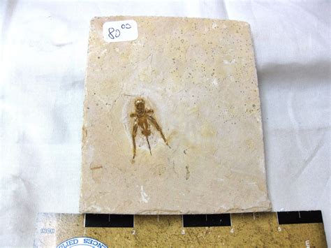Cretaceous Brazil Crato Formation Insect 223 For Sale