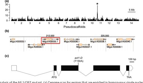 Figure 1 From A Dominant Negative Actin Mutation Alters Corolla Tube
