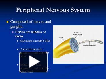 Peripheral Nervous System Presentation Free To View