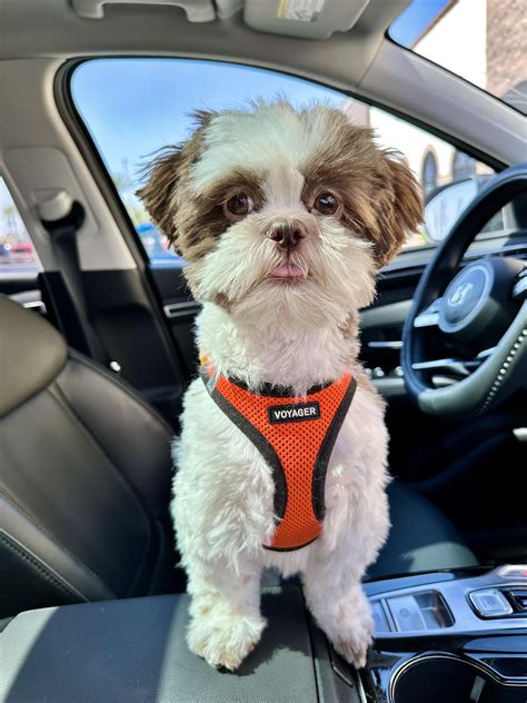 Deciduous Tooth Extraction Rshihtzu