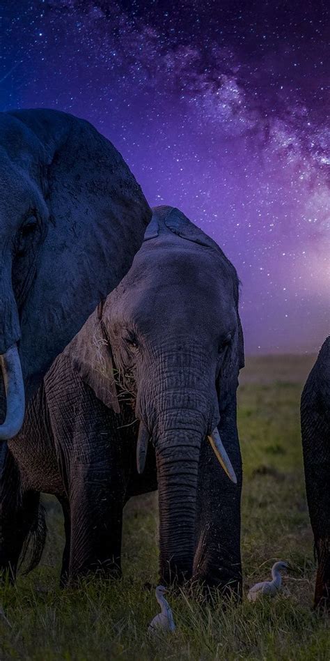 Завантажити шпалери на робочий стіл ПК Тварина Африканський Чагарниковий Слон Слони