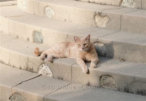 Catnip Behind The Scenes Summers Fabulous Cat Life