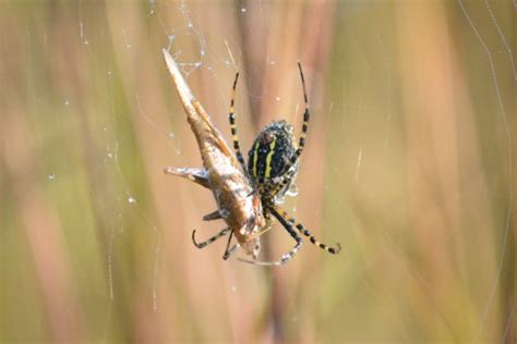 Bildet Natur Fotografering Grønn Fauna Virvelløse Nærbilde