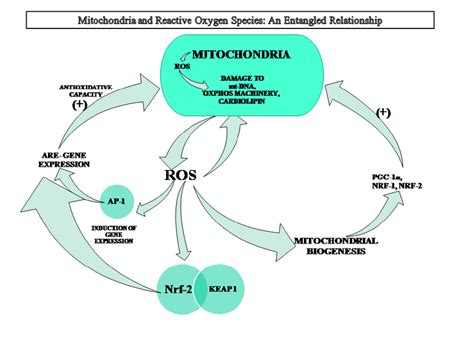 Ros Effects On Mitochondria Ros Can Increase Biogenesis And
