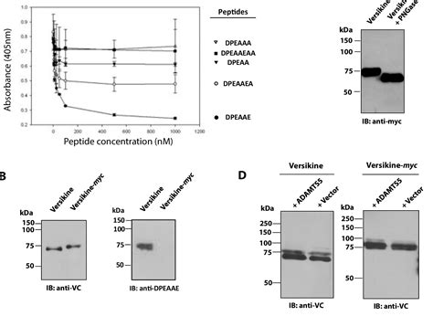 Figure 1 From Determinants Of Versican V1 Proteoglycan Processing By