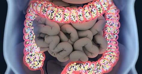 Descubren Una Fuente Inesperada De Rejuvenecimiento Cerebral El