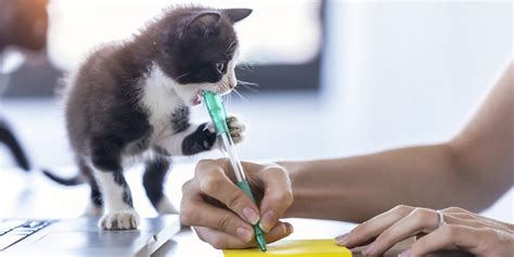 Scared Kittens How To Get Them To Trust You Purina Us