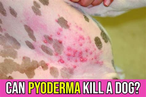 Can Pyoderma Kill A Dog Causes Treatment And Prevention