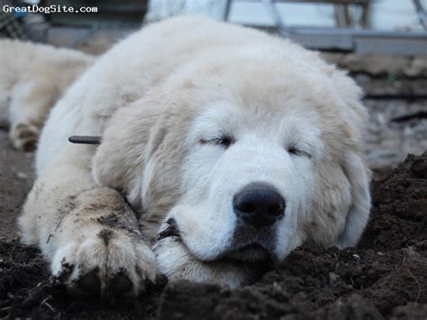 White Tibetan Mastiff Qritiq