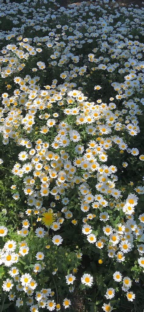 عکس های پس زمینه و پروفایل گل و طبیعت زیبا و با کیفیت از گل رز، مریم و نرگس