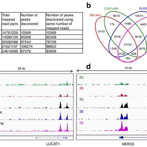 Nicking Enzyme Mediated Labeling Of Open Chromatin A Nicking Of Download Scientific Diagram