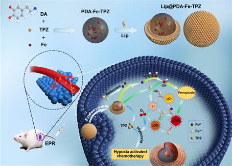 Liposome Encapsulated Polydopamine Nanoparticles Enhancing Ferroptosis