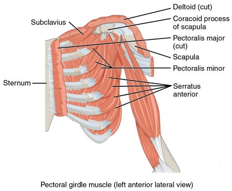 Pectoral Girdle Muscles Left Anatomical Structure Anterior Lateral