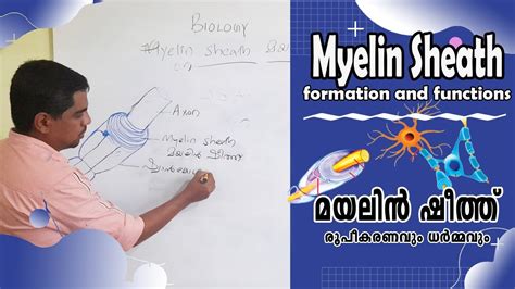 Myelin Sheath Formation And Functions മയലിൻ ഷീത്ത് രൂപീകരണവും ധ