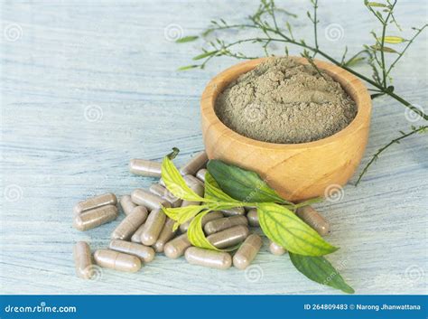 Andrographis Paniculata Extract Powder Stock Image Image Of Treatment Leaf 264809483