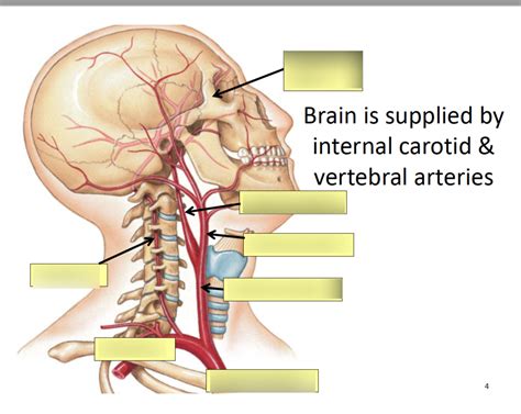 Blood Supply Brain Diagram Quizlet