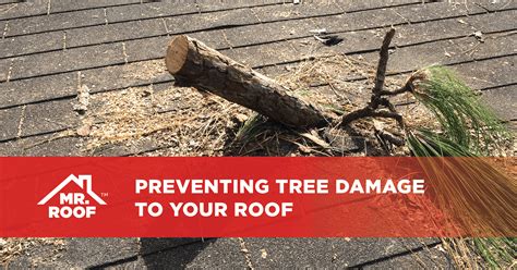 Preventing Tree Damage To Your Roof Mr Roof