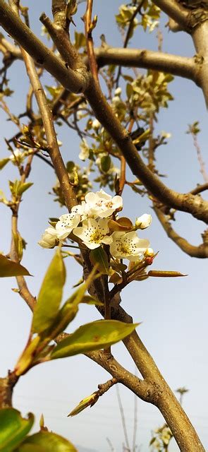 Flor Pera Foto Gratuita No Pixabay Pixabay