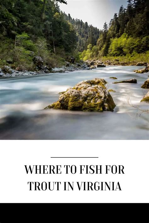 Where To Fish For Trout In Virginia 4 Great Fishing Spots Revealed