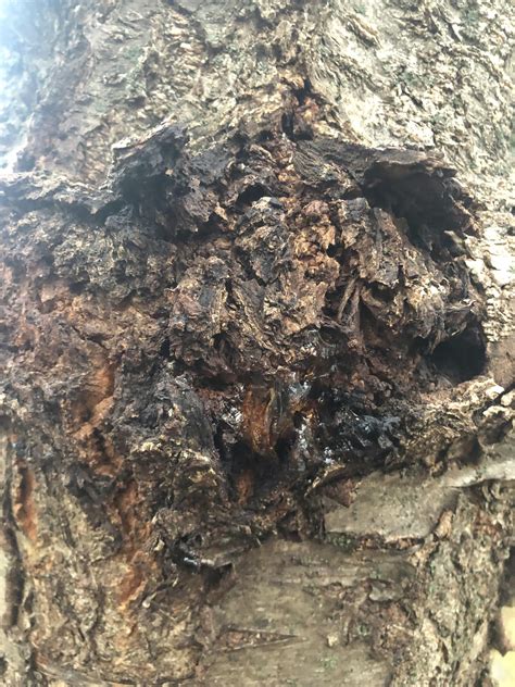 Weeping Cherry Canker Borer Bugs Or Gummosis Rarborists