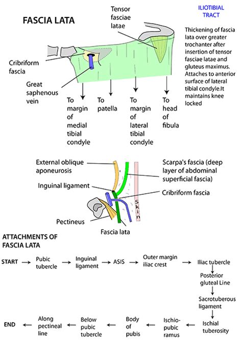 Instant Anatomy Lower Limb Areasorgans Thigh Fascia Lata