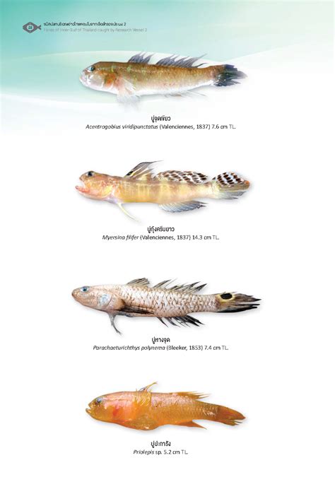 Weekly Ebook ชนิดปลาบริเวณอ่าวไทยตอนในจากเรือสำรวจประมง 2 Mju The
