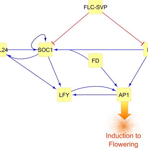 Current Model Of The Gene Regulatory Network Influencing The Flowering Download Scientific