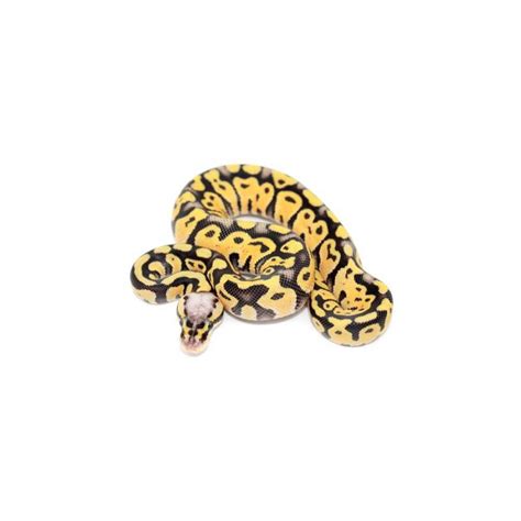 Python Royal Super Pastel Python Regius