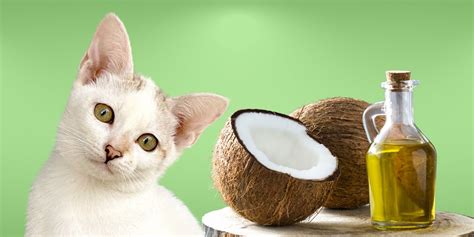 Can Cats Eat Coconut Oil A Comprehensive Guide