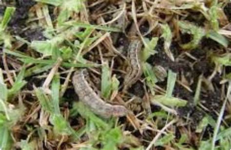 Lawn Grubs Conquer Termites Brisbane Termite White Ant Pest