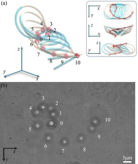 Yeast Cells Are Manipulated By The Spin Angle ψ 0 2π Nutation Angle Download Scientific