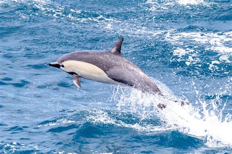 Delphinus Delphis Systematics Habitat Biology Ecological Role