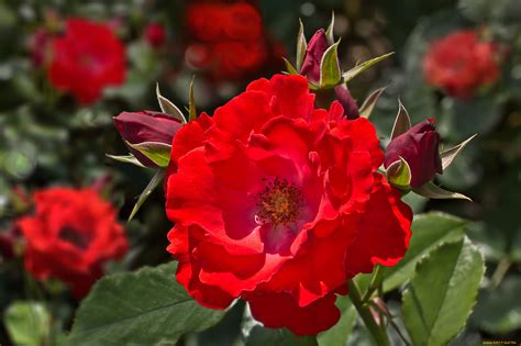 Обои Цветы Розы обои для рабочего стола фотографии цветы розы нежность яркость листья