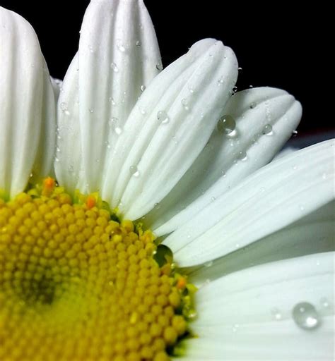 Premium Photo Close Up Of Wet White Flower Growing Outdoors