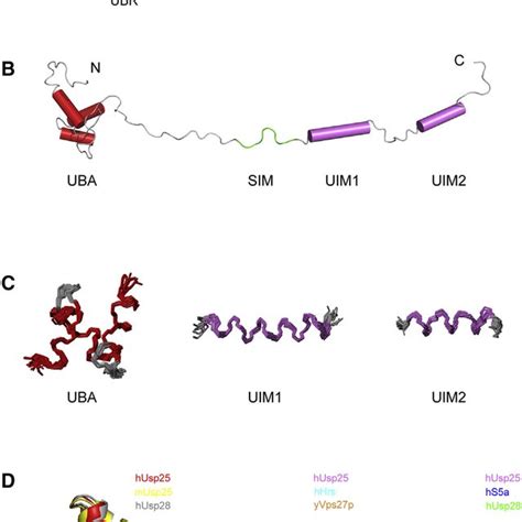 Solution Structure Presentations Of Usp25 Ubr A Schematic View Of Download Scientific