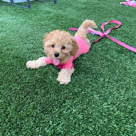 Cavapoo Temperament See What To Expect Premier Pups