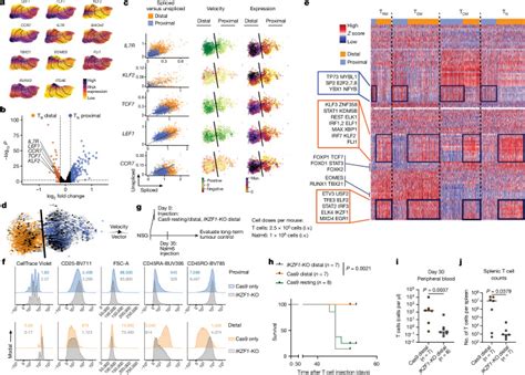 Fate Induction In Cd8 Car T Cells Through Asymmetric Cell Division Pubmed