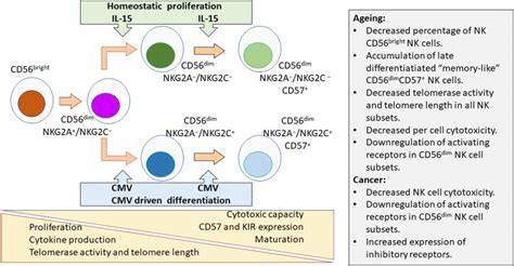 Current Progress In Nk Cell Biology And Nk Cell Based Cancer Immunotherapy Pmc